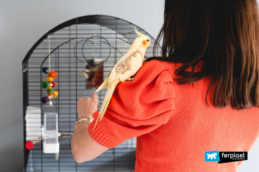 The Cockatiel, How To Set Up Its Home: Feeder and Toys