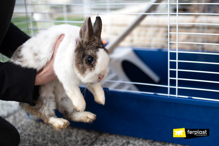 Obèsitè du lapin, comment le savoir et ce qu'il faut faire