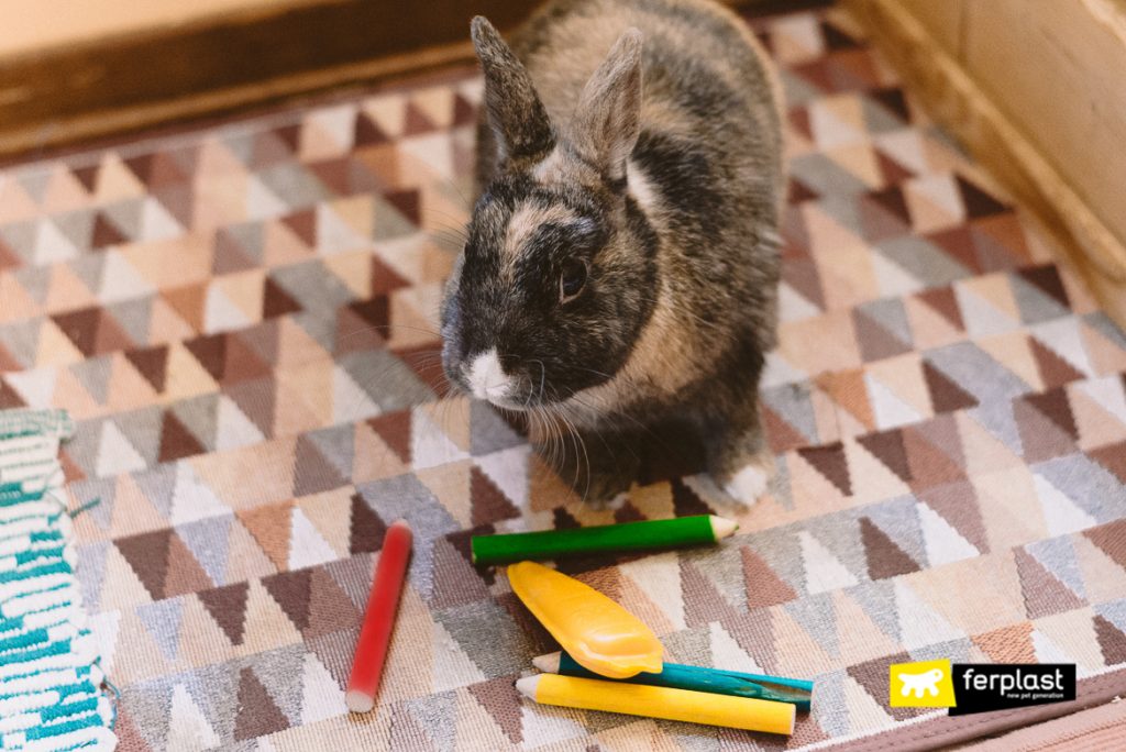 Overweight Rabbit, How To Recognize It And What To Do