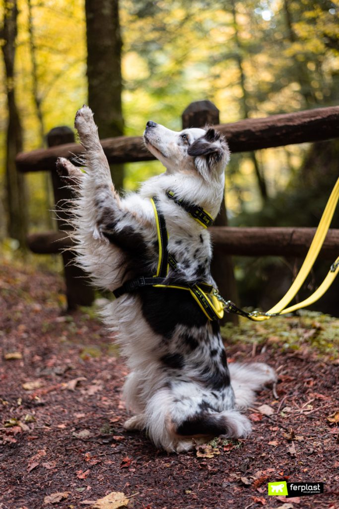 How a Dogs’ Friendship Is Born - the Story of Happy and Attila