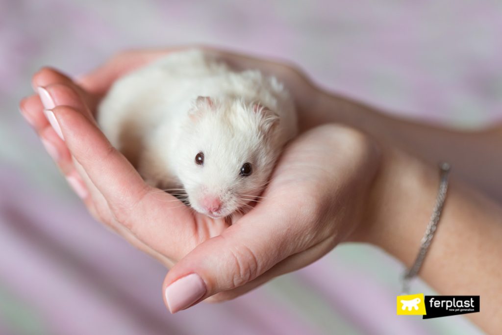 How to Understand Hamsters Behaviors