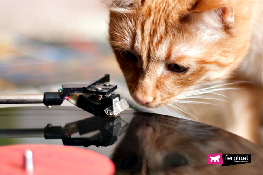 Music for Cats - Relaxing Sounds and Effects on the Cat