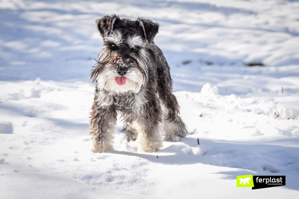 5 Dog Breeds That Love Winter