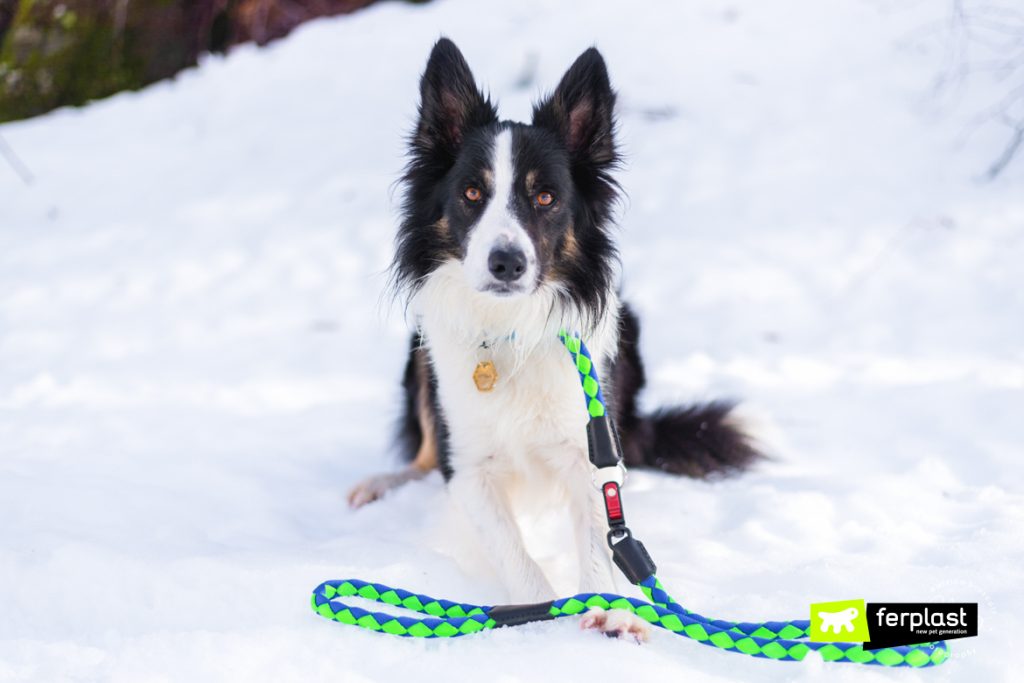 Border Collie, Personality And Health Of The Shepherd Dog Breed