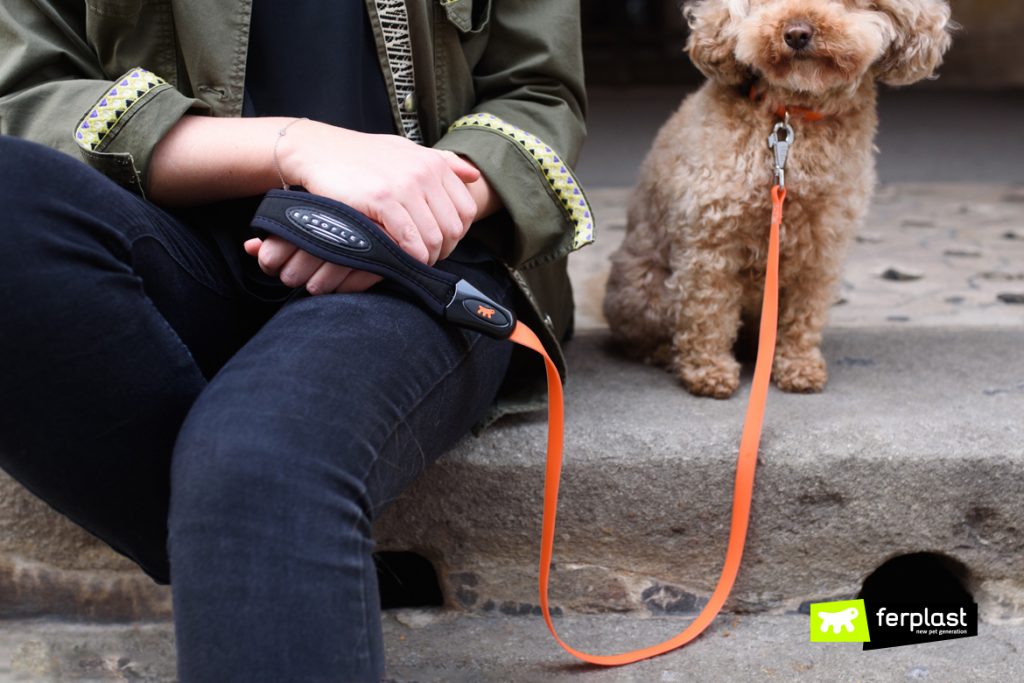 How To Choose The Right Dog Leads: Length And Material
