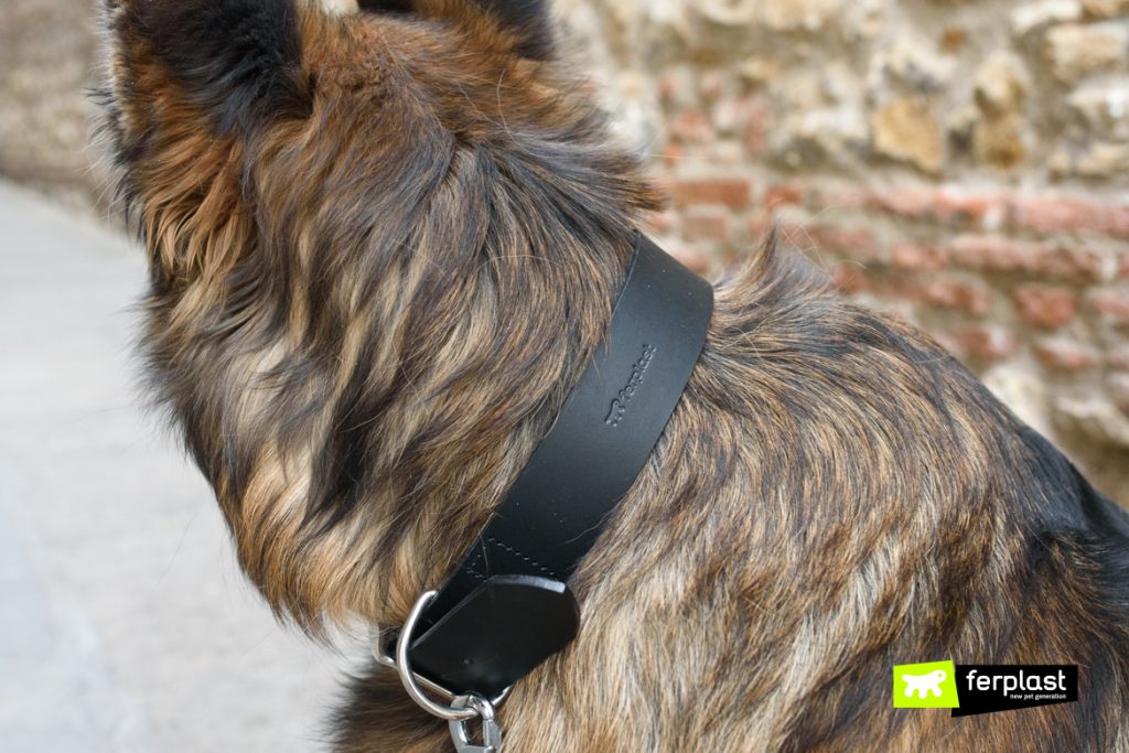 How To Choose The Right Dog Leads: Length And Material