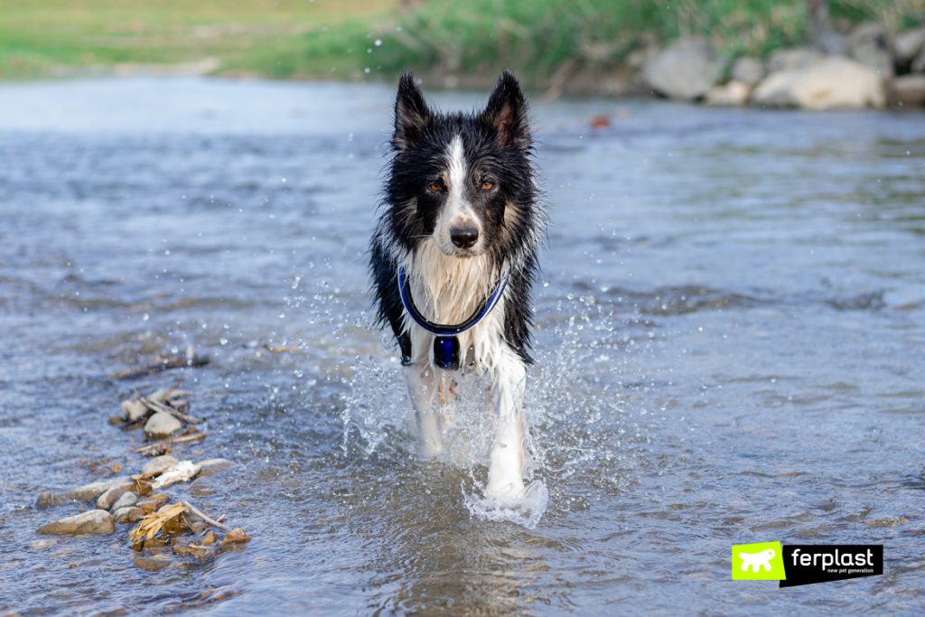 Guia Para O Peitoral Certo Para Seu Cão