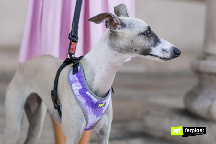 Guia Para O Peitoral Certo Para Seu Cão