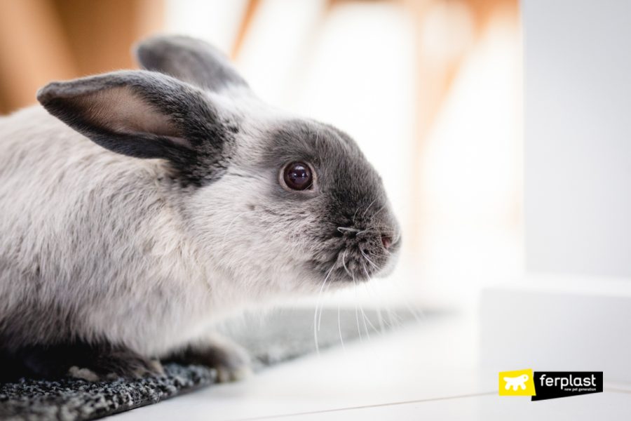 Tips For Keeping A Pet Rabbit At Home