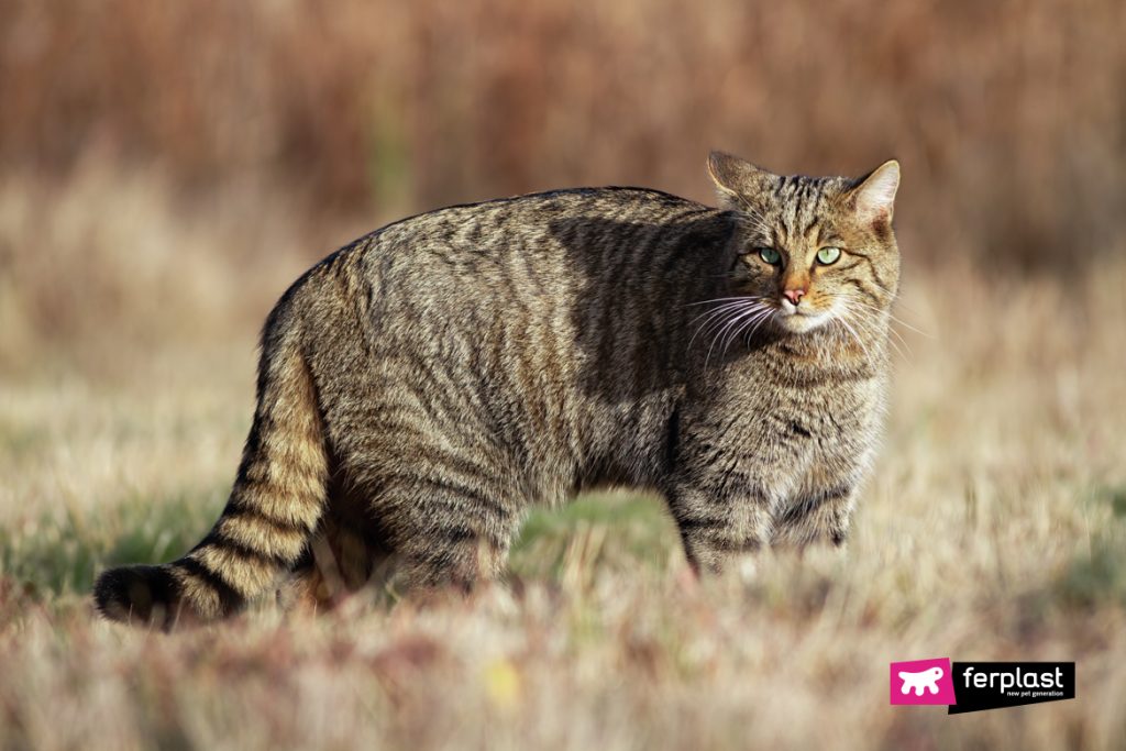 The Wildcat Is Back Into Italian Woods