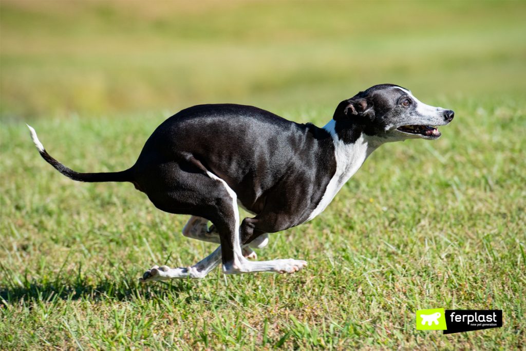 Spanish Greyhound: A Breed To Protect And Love