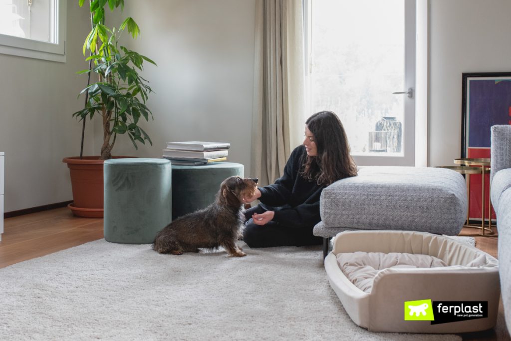 HOW TO STRENGTHEN THE DOG-HUMAN RELATIONSHIP