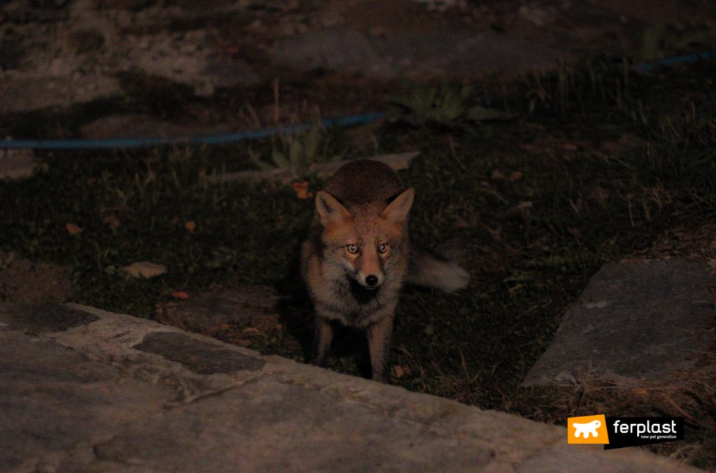 WHY DO SOME ANIMALS’ EYES LIGHT UP AT NIGHT?