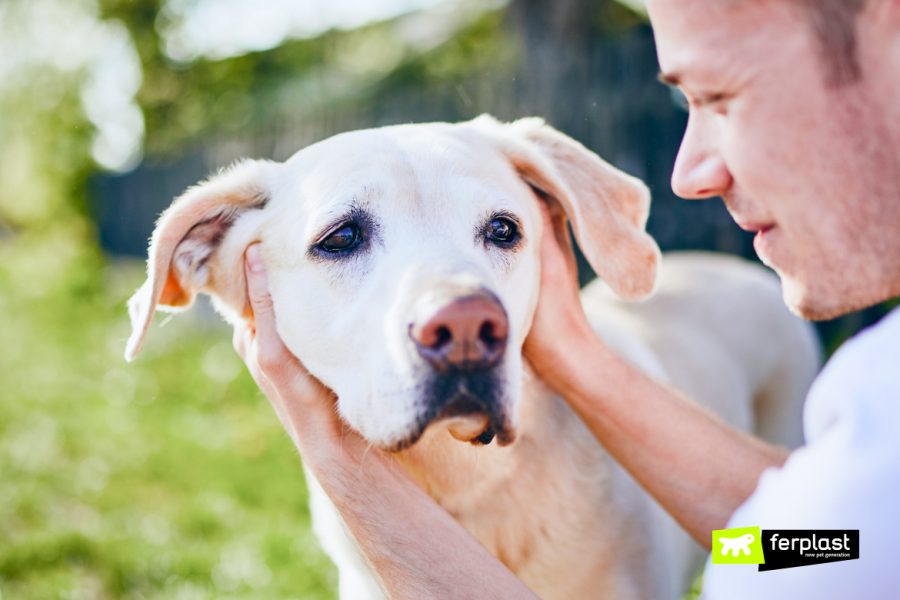WHAT ARE THE MOST COMMON PHOBIAS IN DOGS