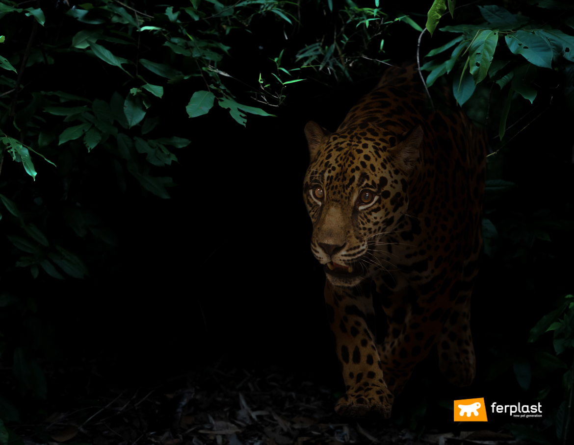 WHY DO SOME ANIMALS EYES LIGHT UP AT NIGHT 