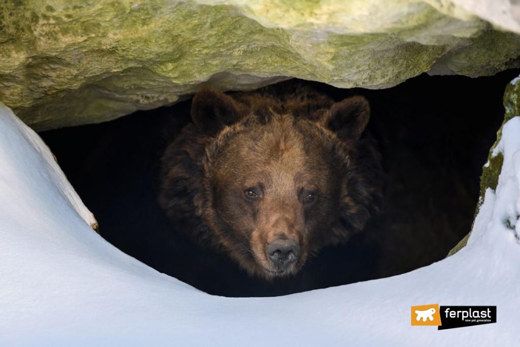 THE DIFFERENT TYPES OF HIBERNATION the-different-types-of-hibernation