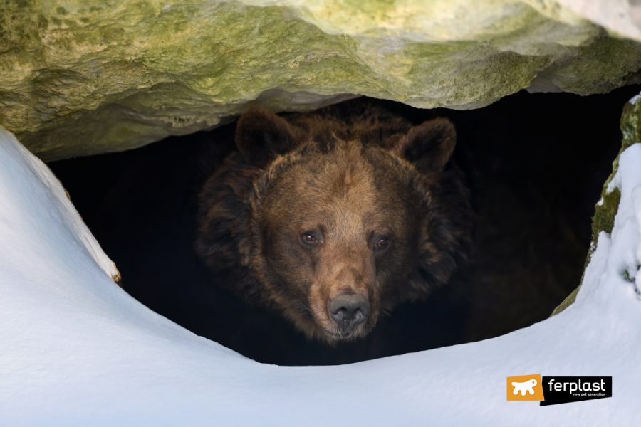 THE DIFFERENT TYPES OF HIBERNATION