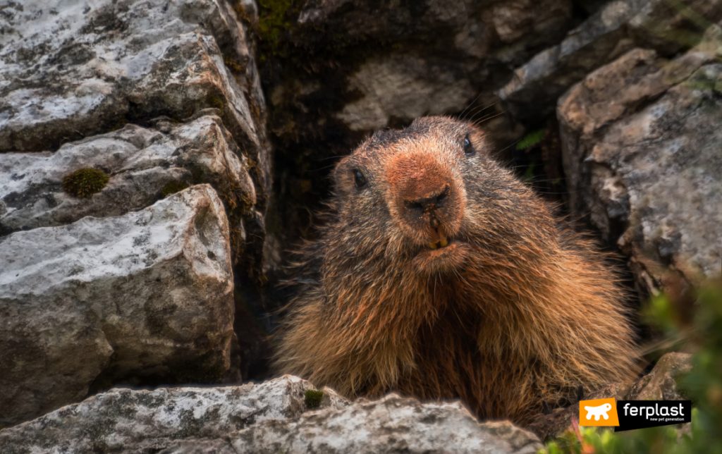 THE DIFFERENT TYPES OF HIBERNATION the-different-types-of-hibernation