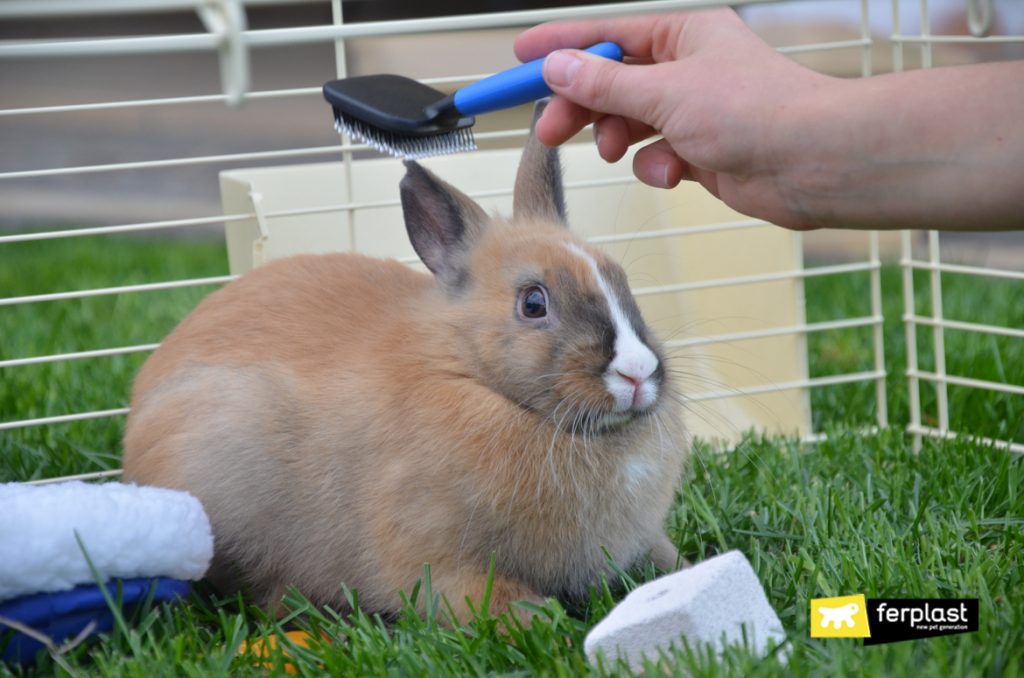 WHAT TO DO IF YOUR RABBIT SHEDS IN AUTUMN