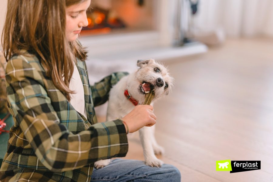 THE BEST DOG GROOMING TOOLS