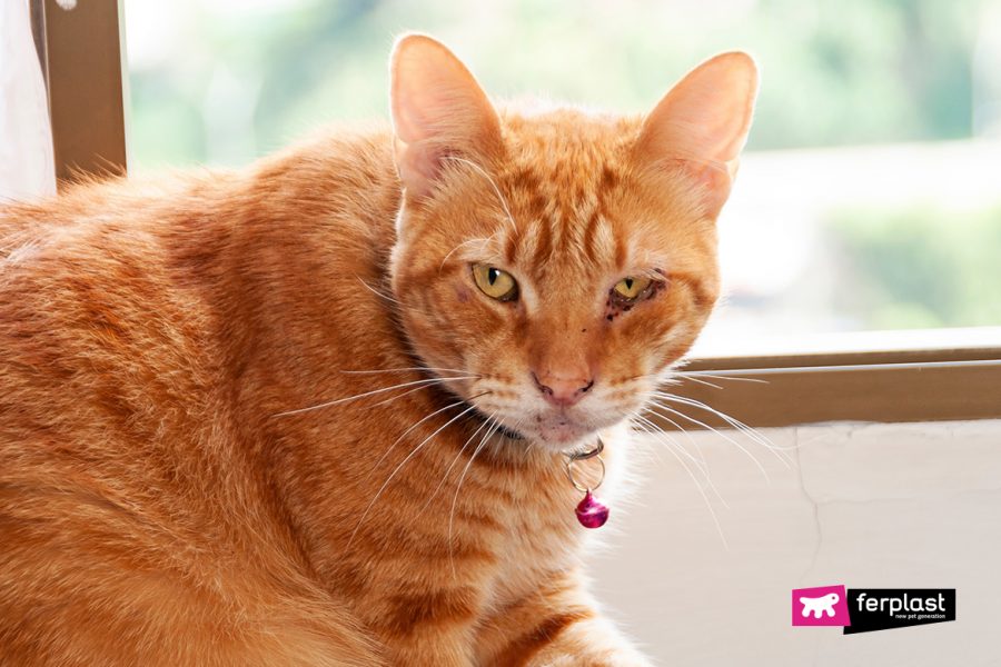 MOST COMMON EYE PROBLEMS IN CATS