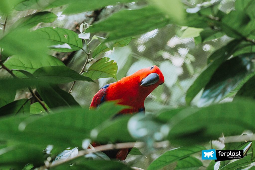 WHY DO PARROTS SPEAK?
