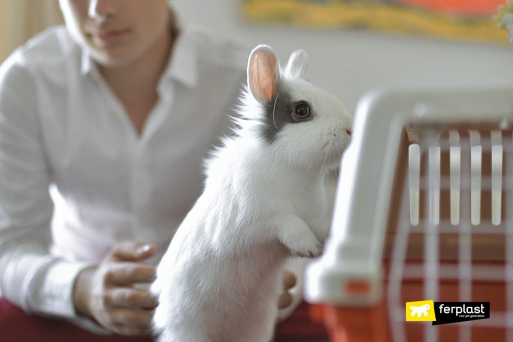 WHY DO RABBITS RUB THEIR CHIN ON EVERTHING?