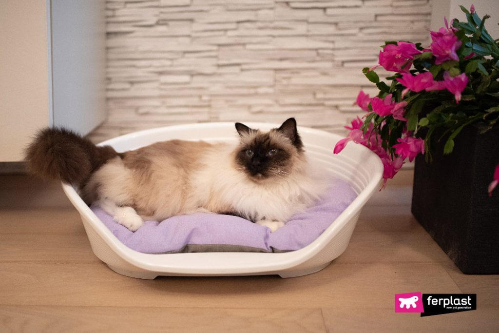 CHOOSING THE PERFECT BED FOR YOUR CAT