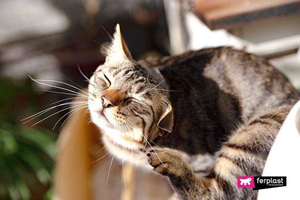 ITCHING IN CATS: CAUSES AND REMEDIES