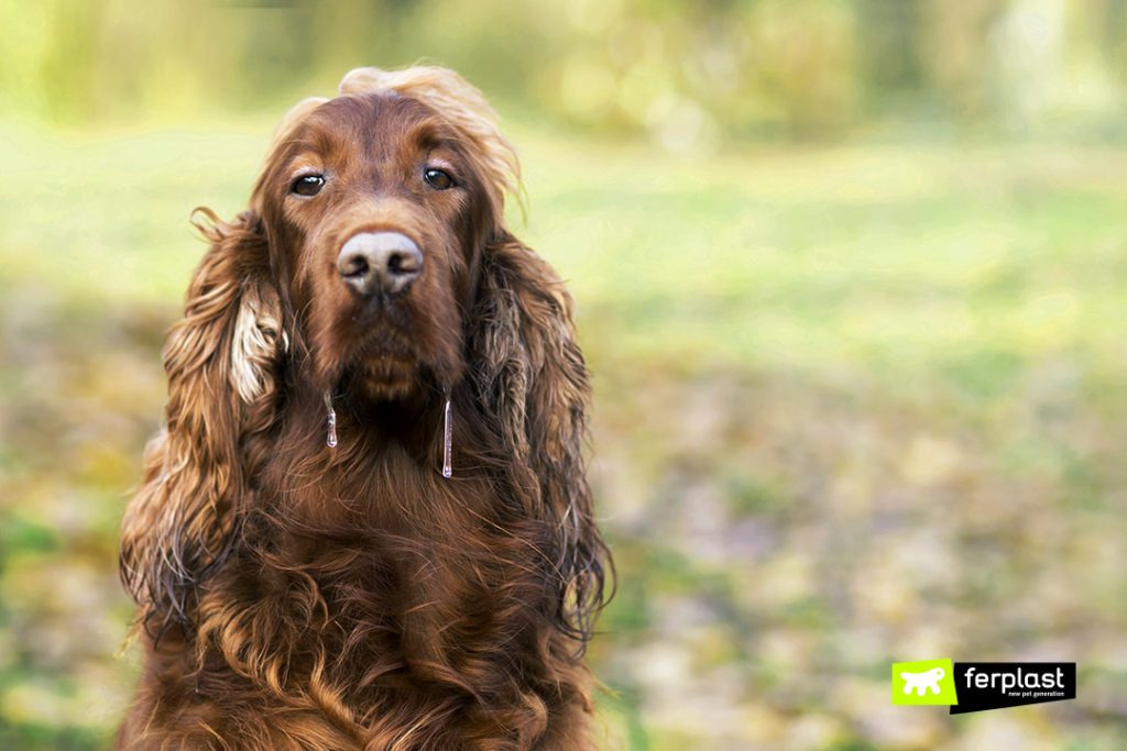 HYPERSALIVATION IN DOGS: WHAT TO DO