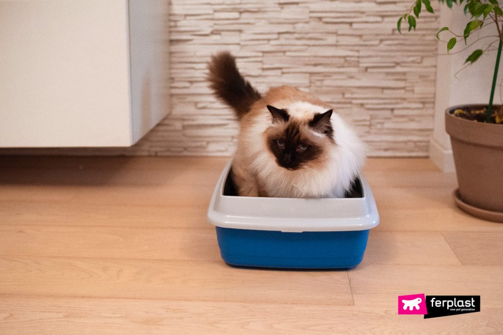 CAT LITTER BOX: EVERYTHING YOU NEED TO KNOW