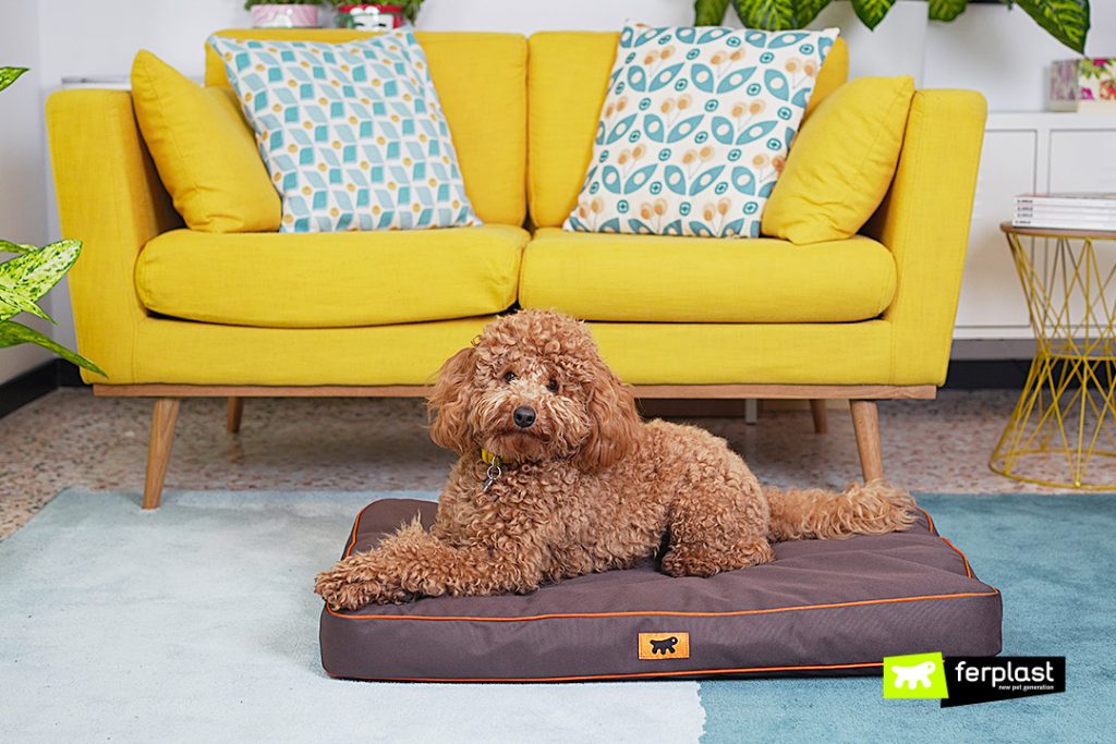 WHY OPT FOR AN ORTHOPEDIC DOG BED