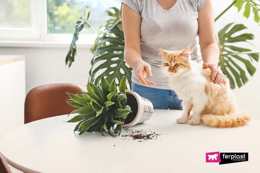 WHY DO CATS KNOCK THINGS OFF TABLES?