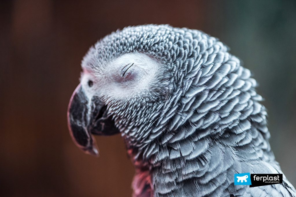 HOW TO TELL IF YOUR PARROT IS SICK